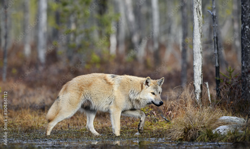 Eurasian wolf, also known as the gray or grey wolf also known as Timber ...