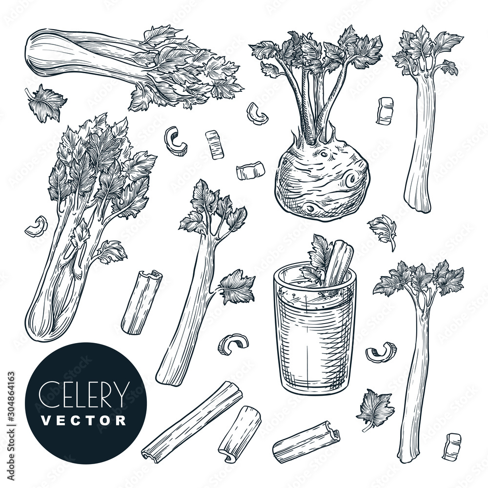 Celery Stalk Drawing