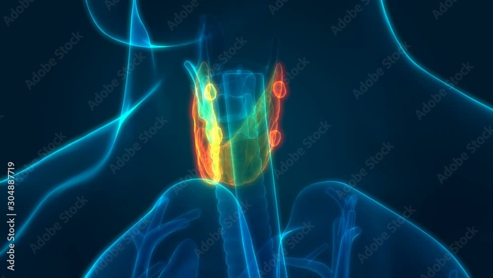 Human Glands Thyroid Gland Anatomy Animation Concept Stock ビデオ | Adobe ...