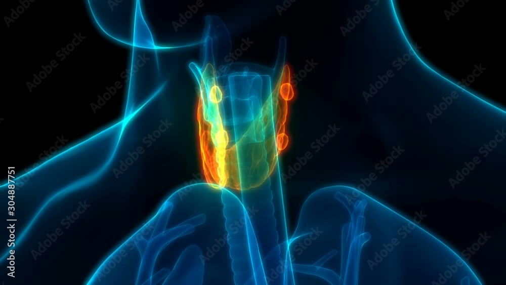 Human Glands Thyroid Gland Anatomy Animation Concept Stock 비디오 | Adobe ...