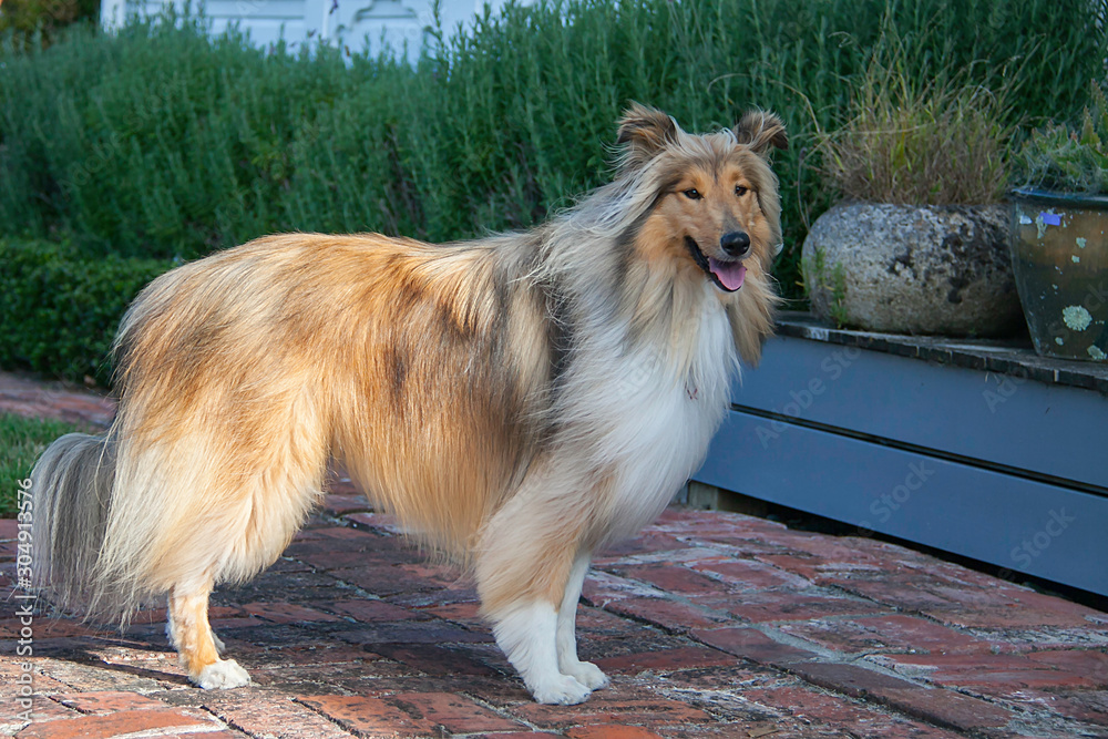 Well groomed female rough coated black and sable Collie in our garden ...