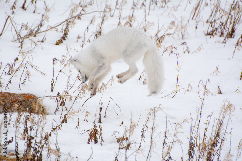 Arctic Foxes Hunting