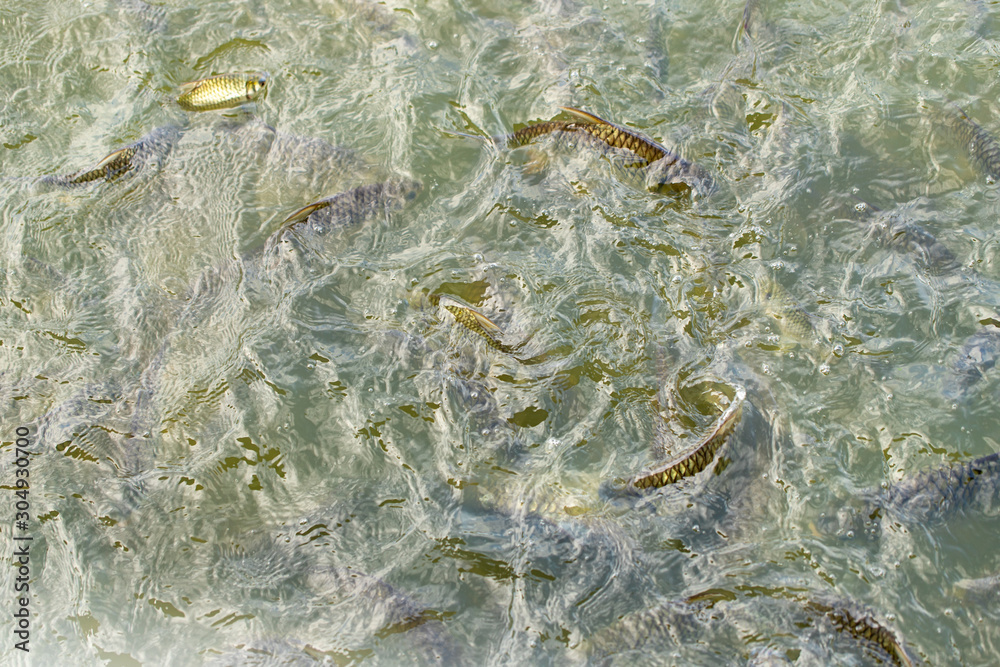 Feed fish / Many fish feed food a lot of feeding Catfish , Tilapia ...