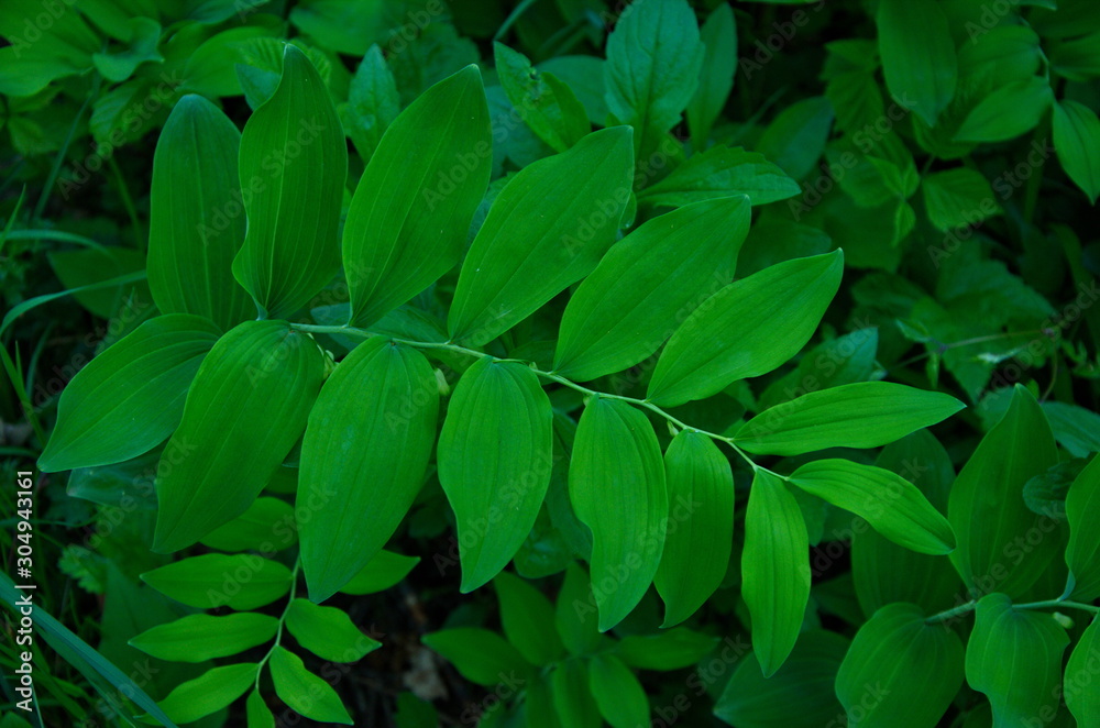 Solomons seal, Polygonatum multiflorum. Green stem with tubular, bell ...