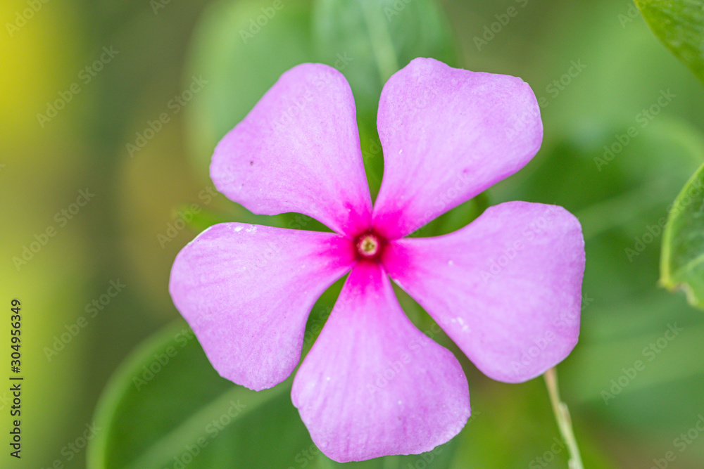 Close up Madagascar Periwinkle flower in a garden.Commonly name bright ...