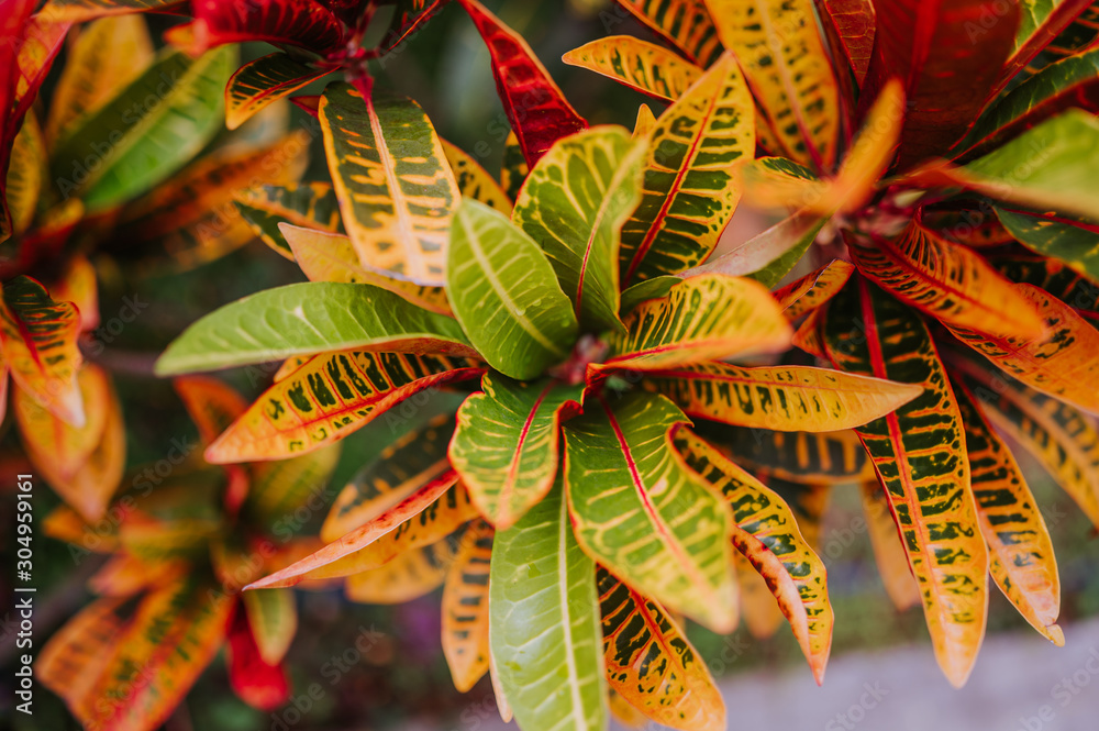 Colorful Croton Leaves Background. Codiaeum variegatum. Beautiful ...