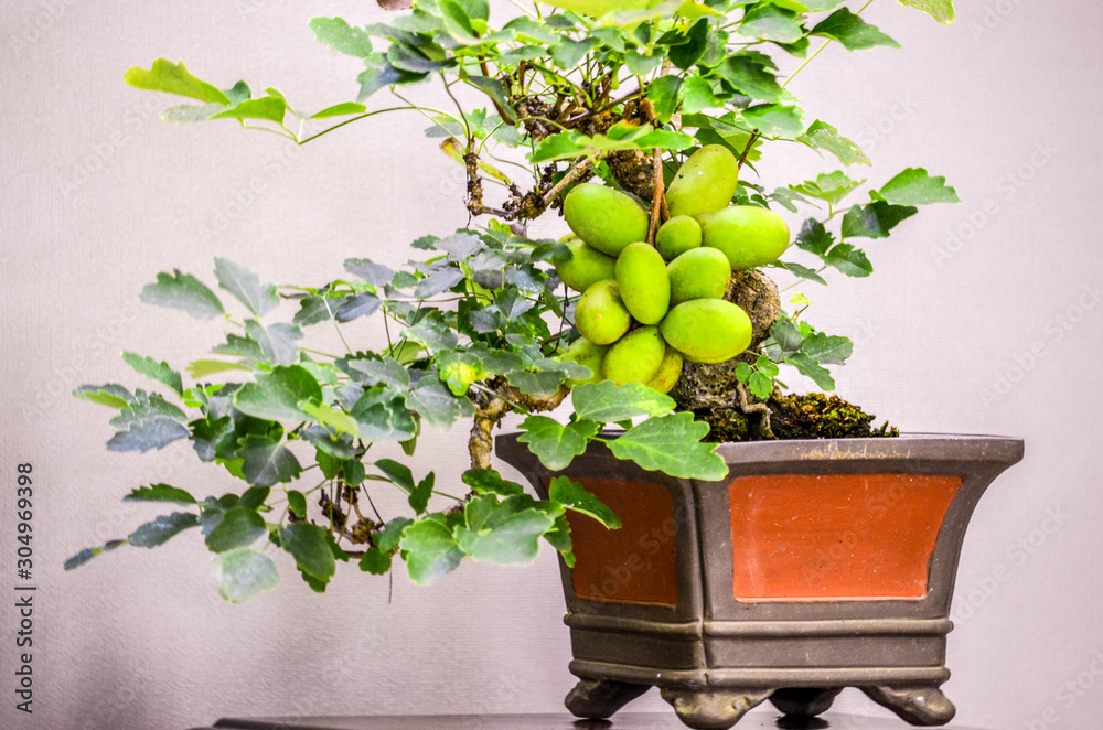 bonsai - Japanese miniature tree Stock Photo | Adobe Stock