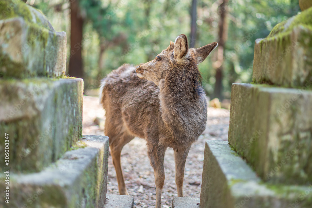 Beautiful Nara Deer at Nara city, Japan. Nara park is a famous place ...