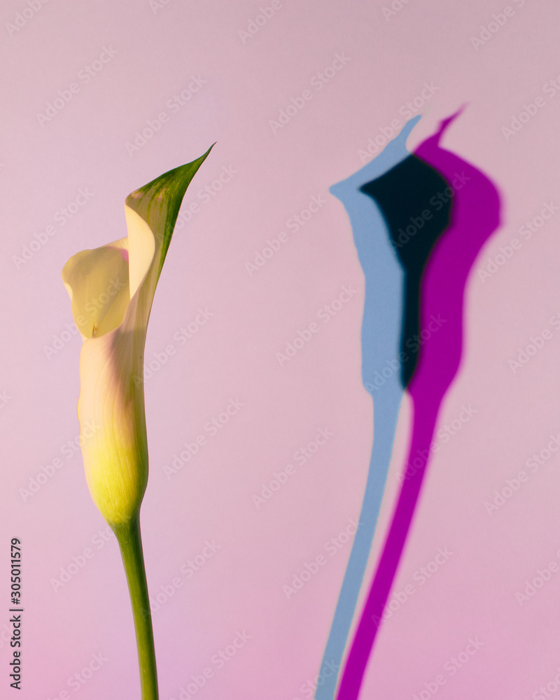 Flower and Colorful Shadows Stock Photo | Adobe Stock