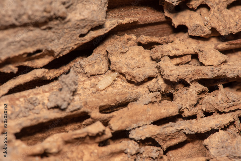 Traces of termites eat wood,animals that destroy wood. Stock Photo ...