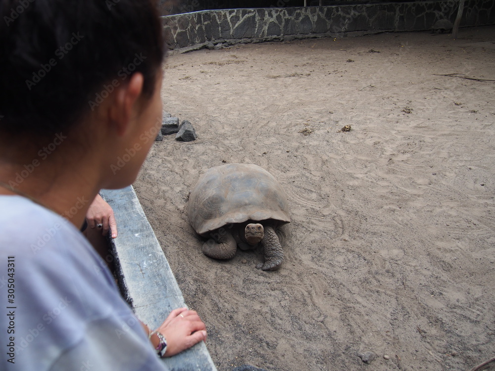 A woman staring at a Galapagos Giant Tortoise, Isabela Island (Isla ...