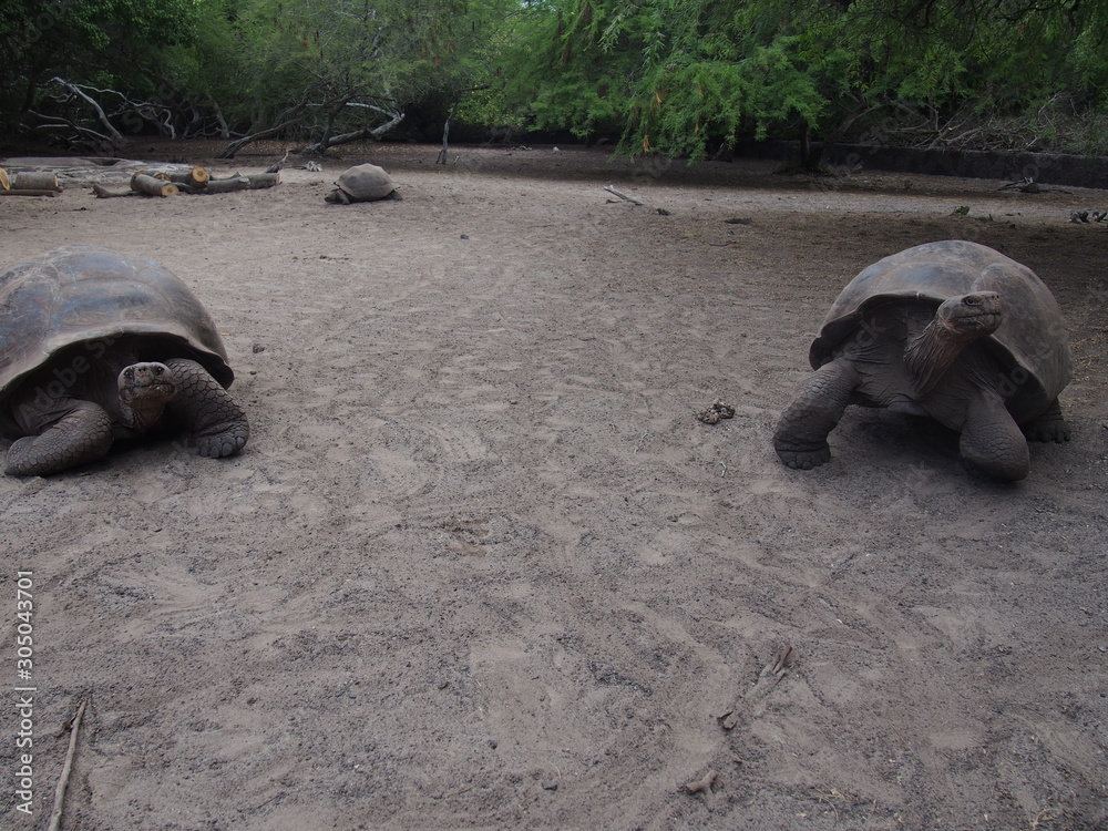 Galapagos Giant tortoises walking slowly, Isabela Island (Isla Isabela ...
