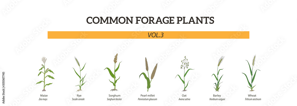 Hand drawn illustration of common Forage plants, vol.3, crops,with rye ...