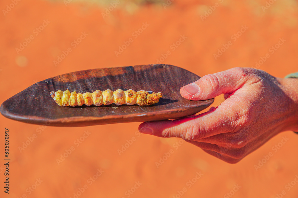 Hand of woman holds on a bush tucker food with a Witchetty grubs ...