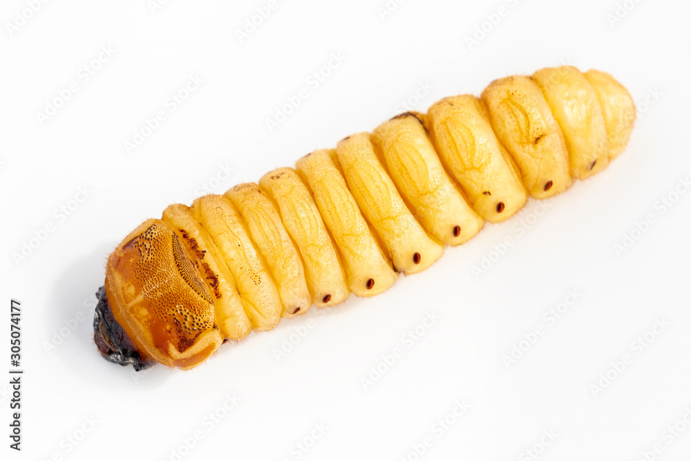 Beetle Worm of Scarab Beetle is dangerous insect pest with Mango tree ...