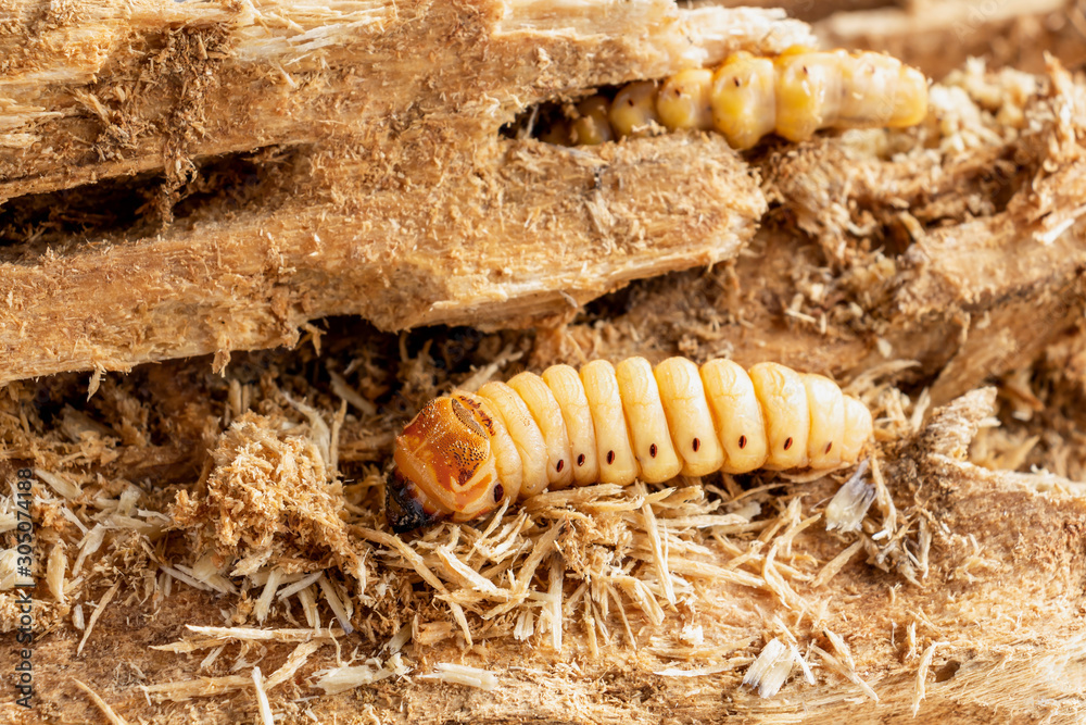 Foto de Beetle Worm of Scarab Beetle is dangerous insect pest with ...