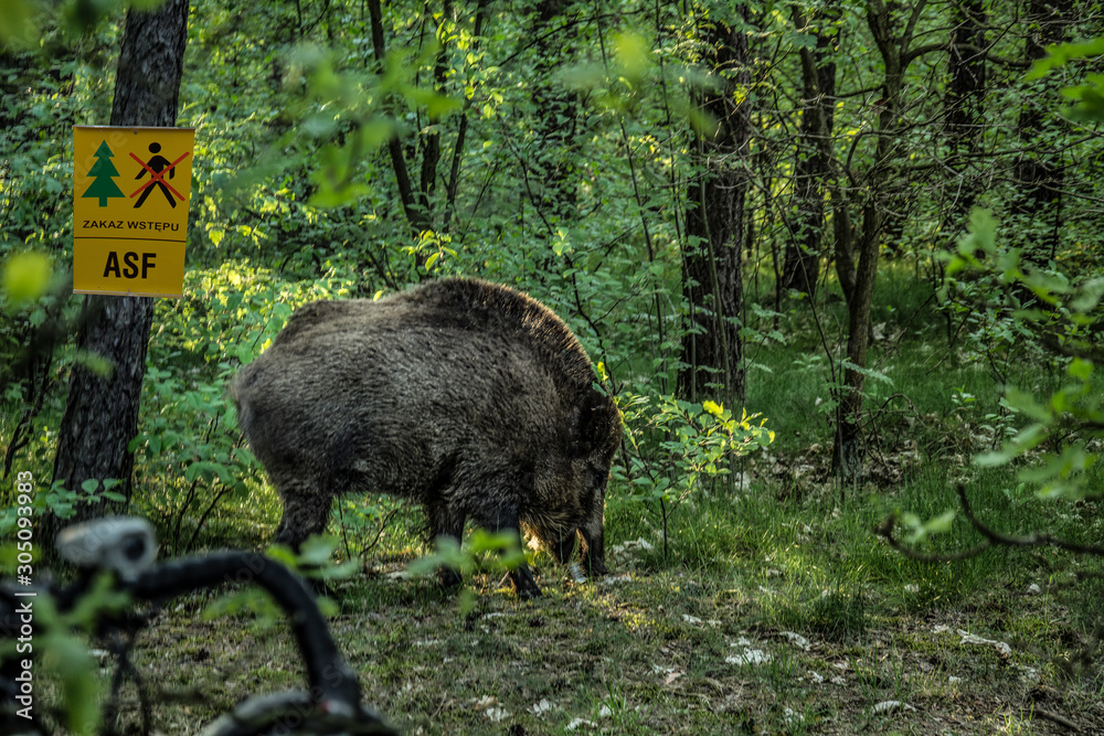 dzik ASF Stock Photo | Adobe Stock