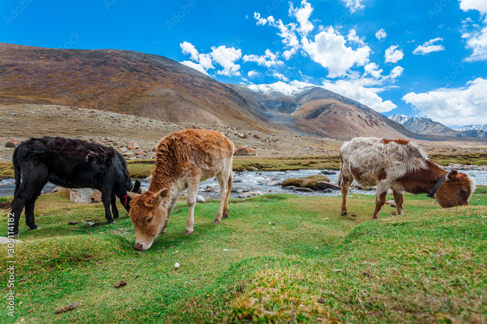 Three Cows with Beautiful View Background in Leh, Ladakh, Jammu and ...