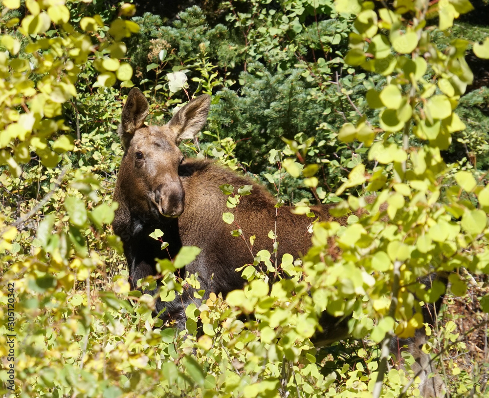 Forest Animal Community