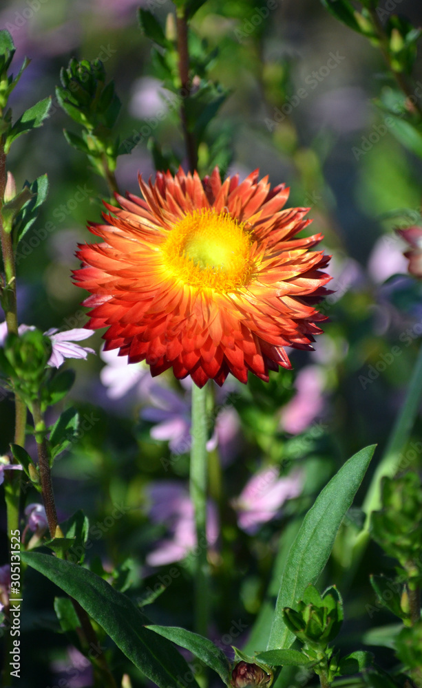 Australian native red everlasting daisy flower; Xerochrysum bracteatum ...