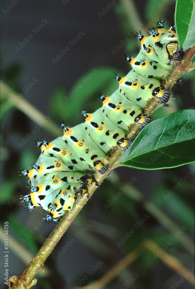 Calleta Silkmoth Caterpillar
