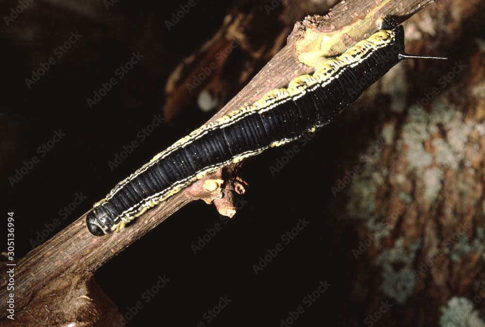 Catalpa Sphinx Moth (Ceratomia Catalpae) Stock Photo | Adobe Stock