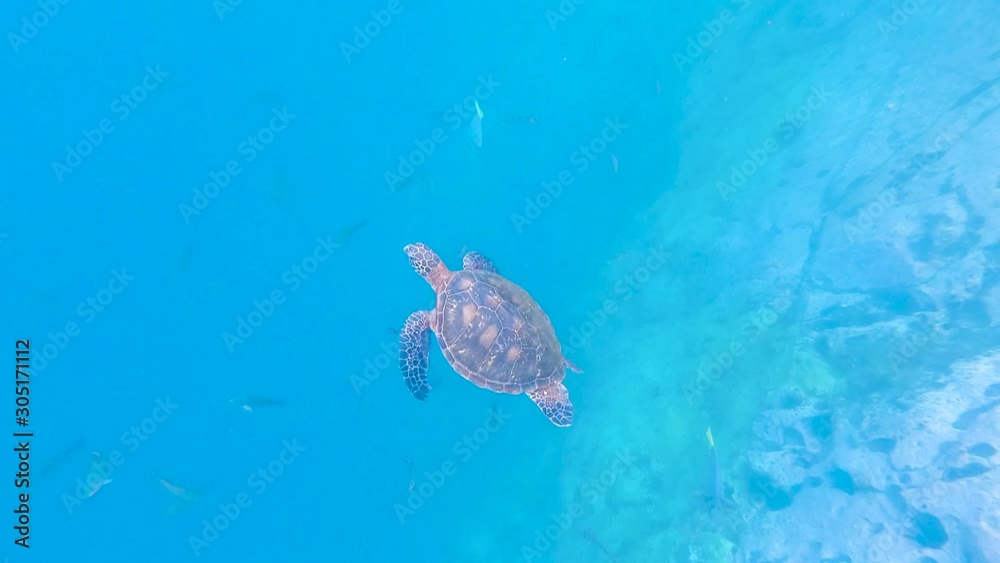 Cute turtle swimming underwater in clear blue ocean sea. Beautiful ...