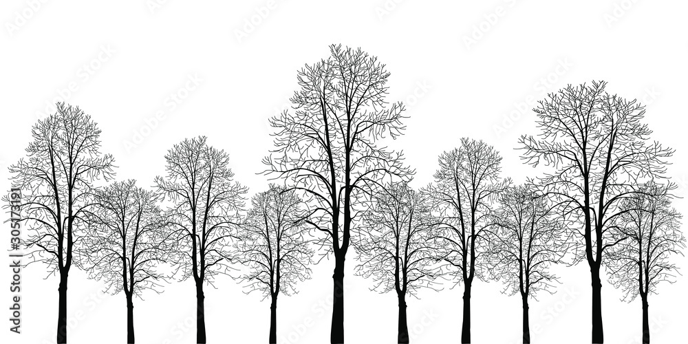 Many trees of different heights. Trees without leaves. Leafless tree ...