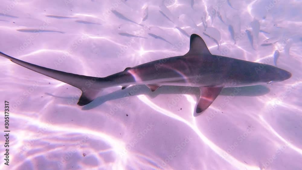 Baby sharks swimming footage. Swimming in circle underwater in ...
