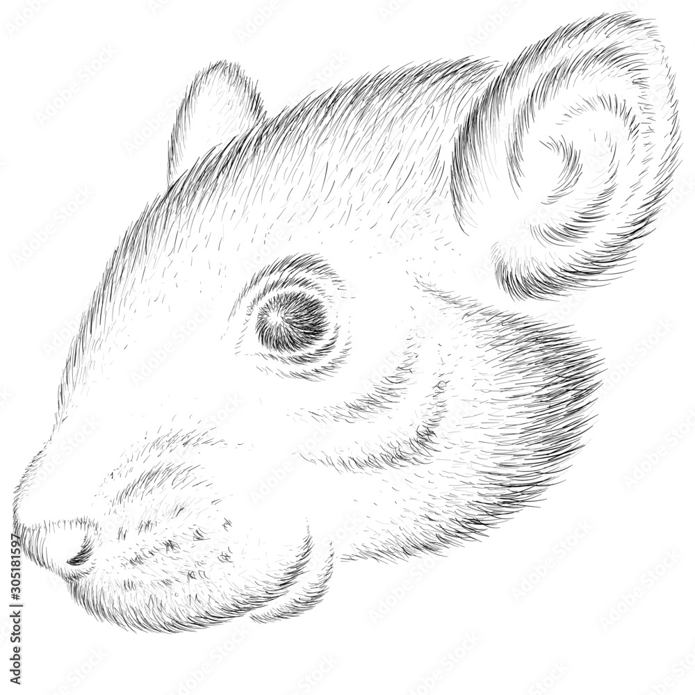Rat Face Drawing
