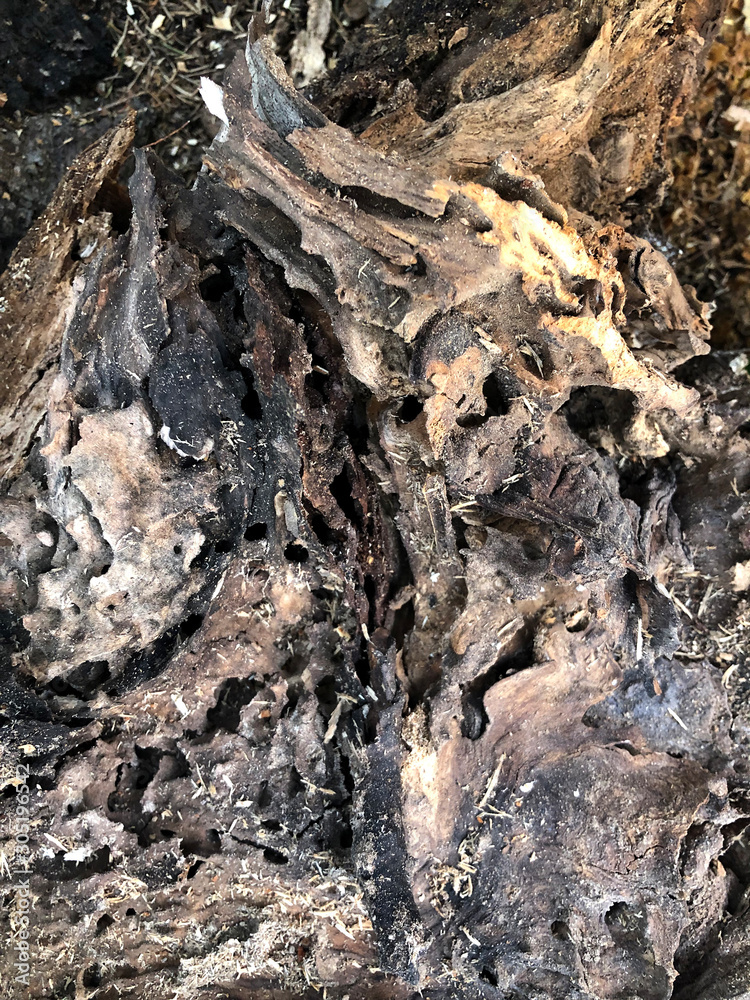 Old rotten wood texture background. Old damaged background texture with ...