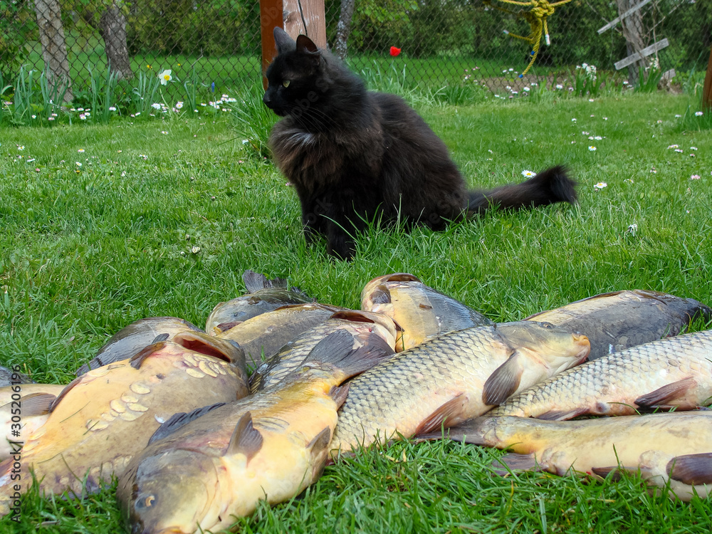 picture of a happy black cat and fish in the foreground Stock Photo ...