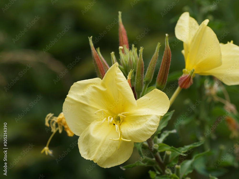 (Oenothera biennis) Gros plan sur fleurs d'Onagre bisannuelle à quatre ...