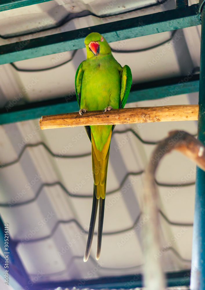 Loro Verde Con Pico Rojo
