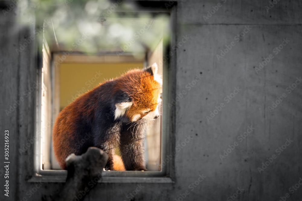 Sad Red Panda
