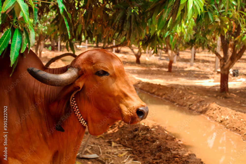 indian cow Under the mango tree, Brazilian cow Under the mango tree ...