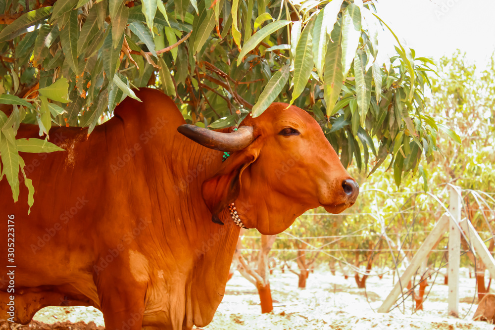 Indian cow on mango tree and beautiful view,kadiyavadi cow and mango ...