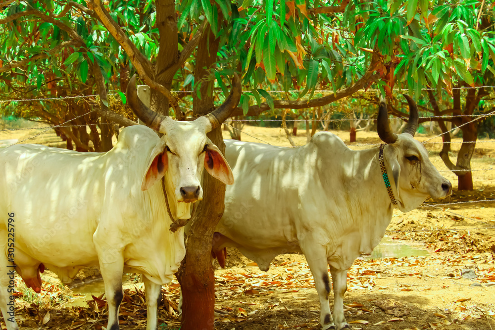 indian cow Under the mango tree, Brazilian cow Under the mango tree ...