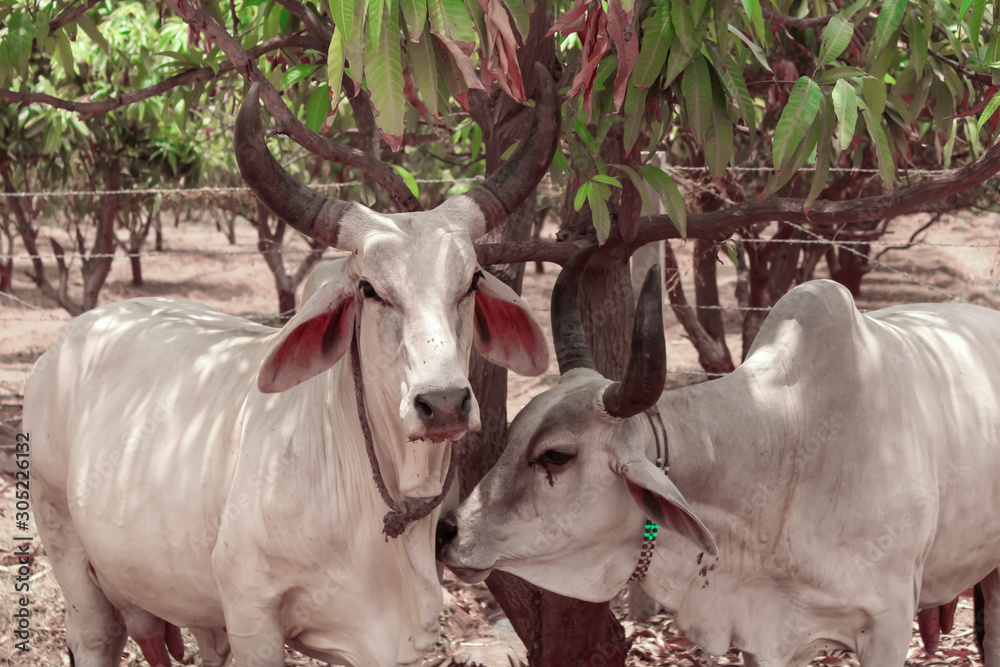 indian cow Under the mango tree, Brazilian cow Under the mango tree ...