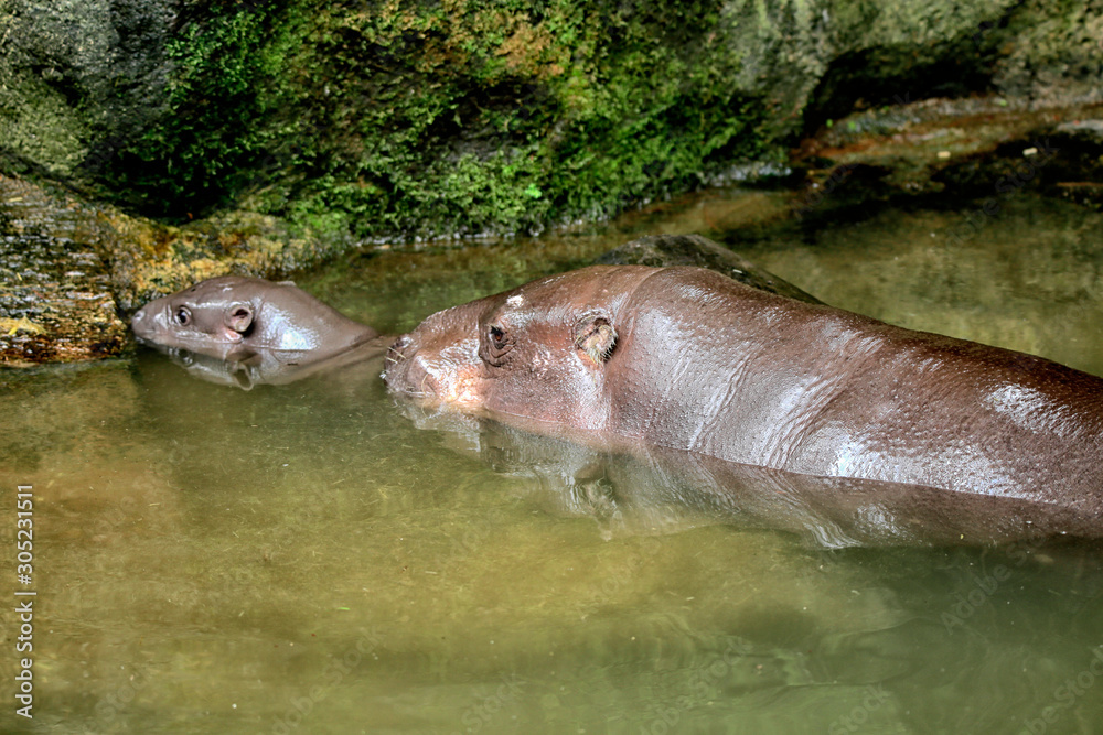 The pygmy hippopotamus (Choeropsis liberiensis or Hexaprotodon ...