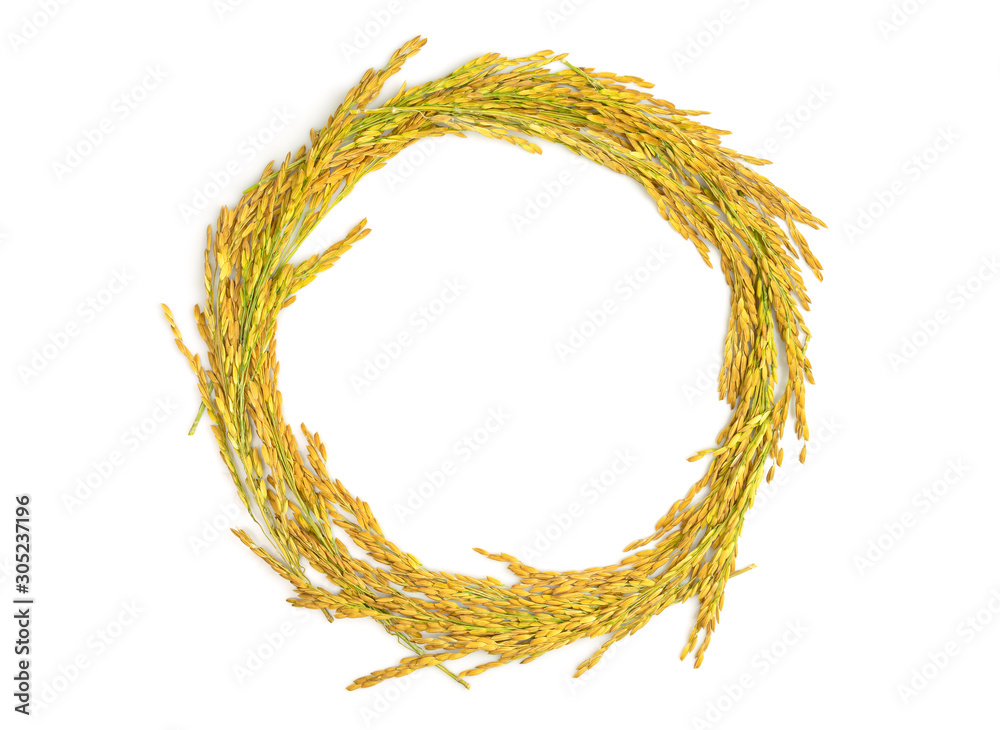 Ears of rice, paddy rice isolated on white background Stock Photo ...