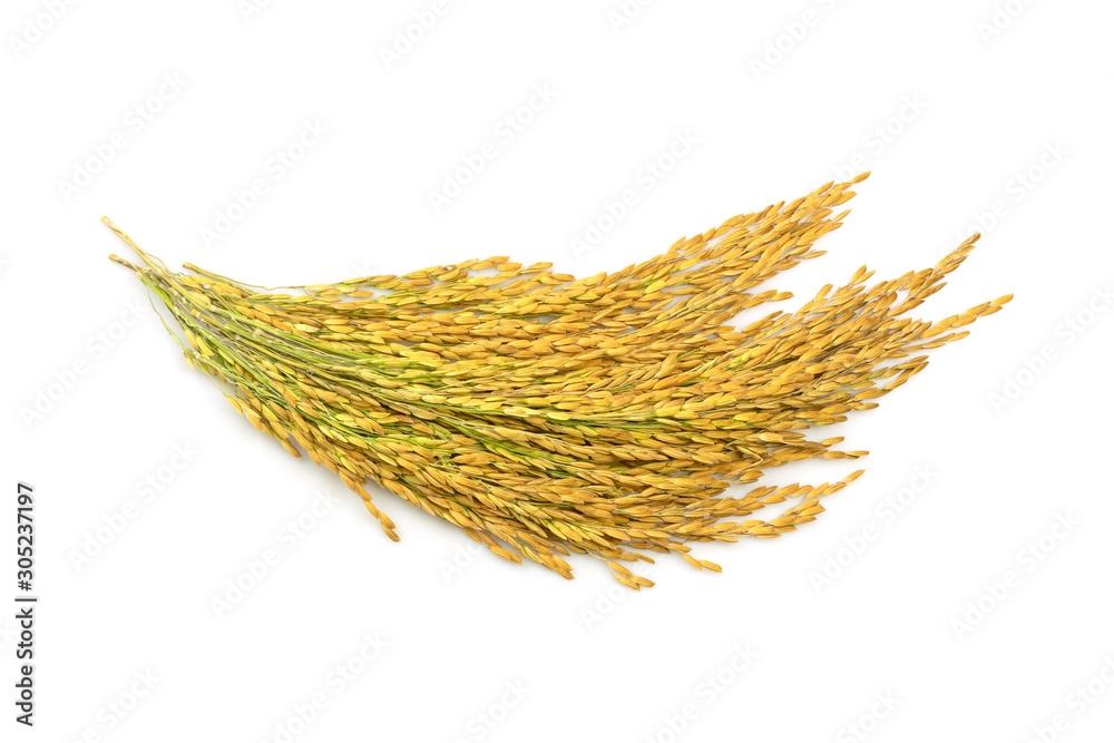 Ears of rice, paddy rice isolated on white background Stock Photo ...