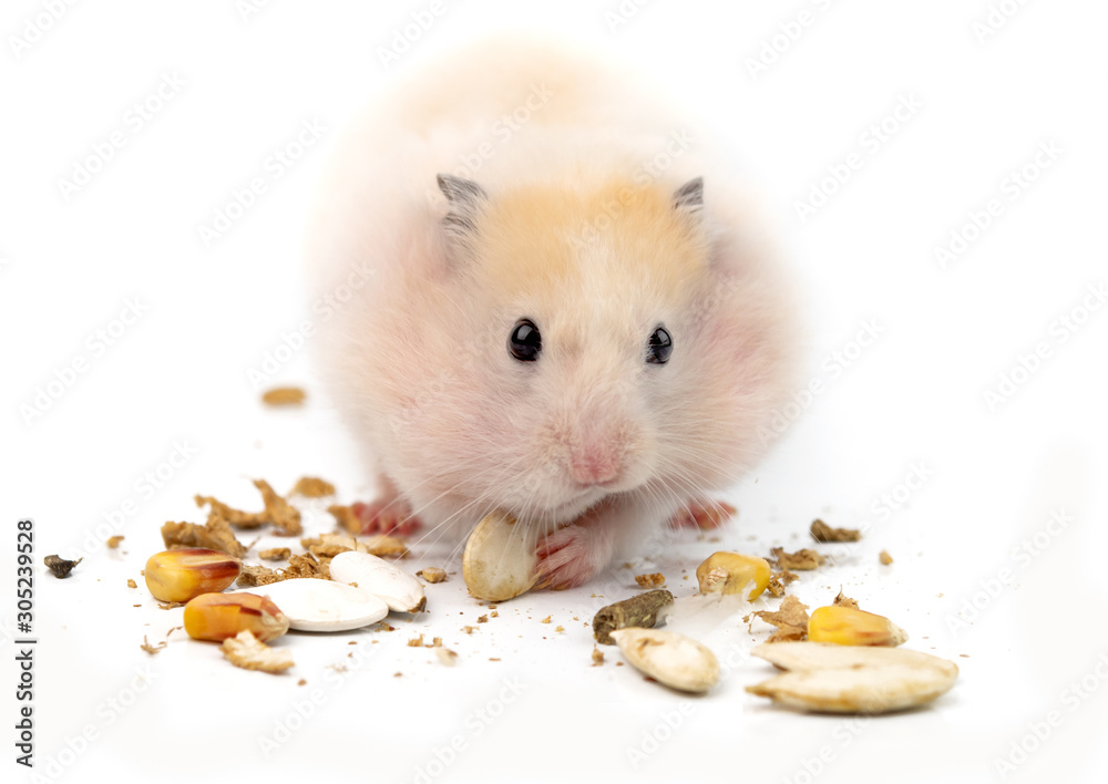 hamster eats Stock Photo | Adobe Stock