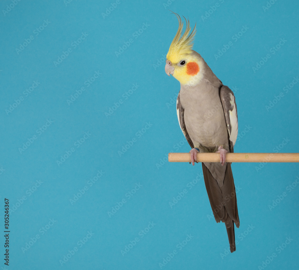 Blue Cockatiel