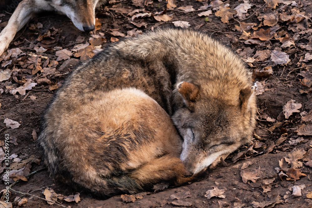 wolf sleeping curled up Stock Photo | Adobe Stock