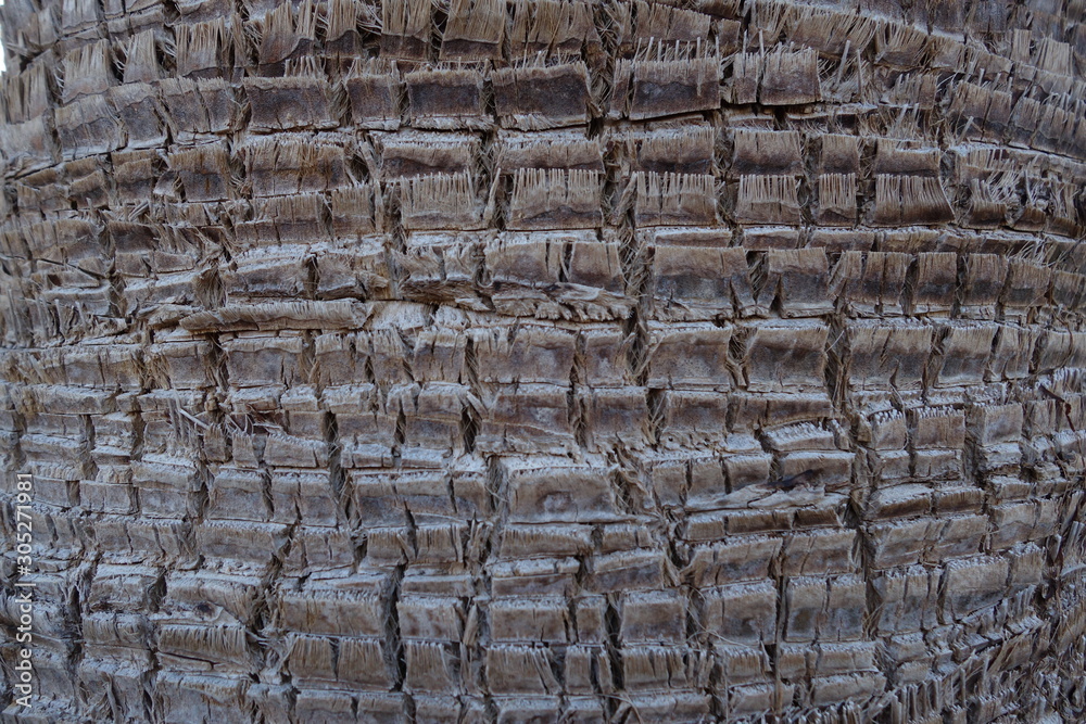 Bark of washingtonia robusta photographed in closeup. Stock Photo ...