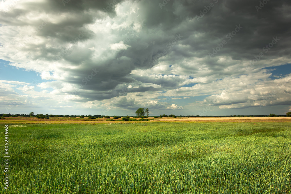 Green field with grain, horizon and dark clouds on the sky Stock Photo ...
