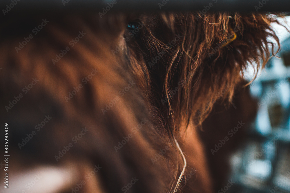 Scottish Highland Cow in field looking at the camera, Ireland, England ...