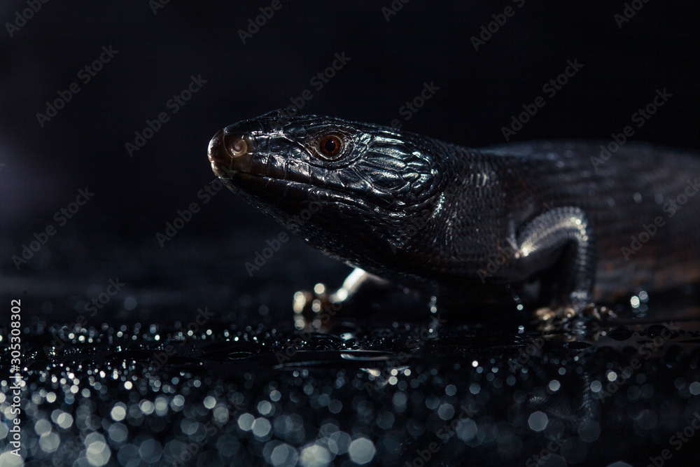 Black blue tongued lizard in wet dark shiny environement Stock Photo ...