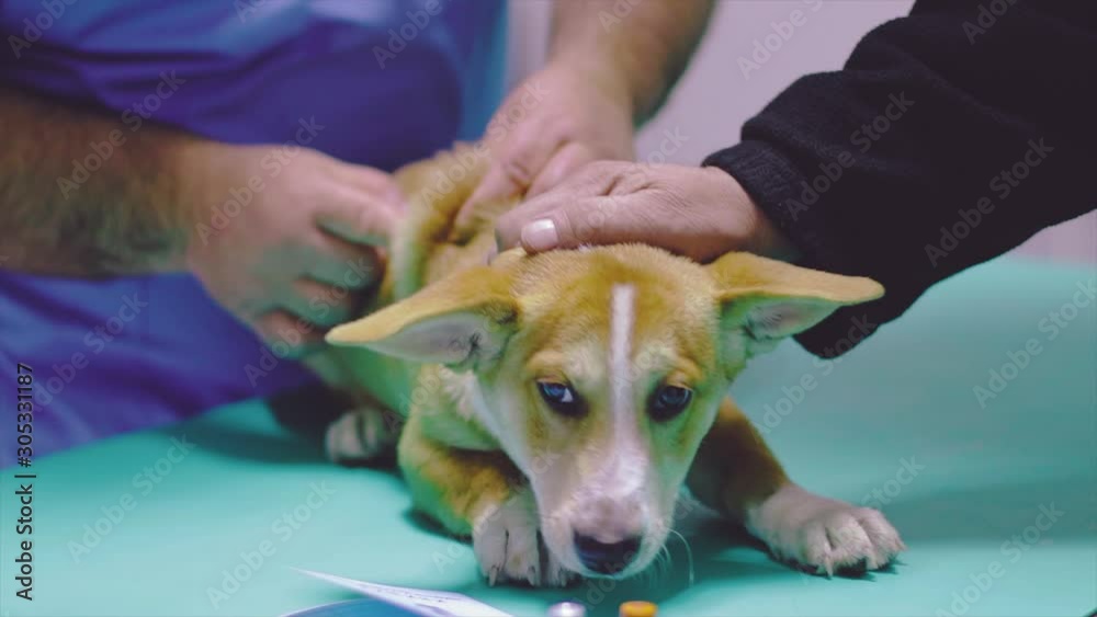 Dog vaccination in a veterinary practice. Domestic brown puppy with ...